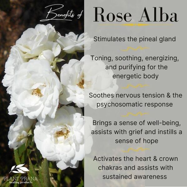 The Benefits of Rose Alba - Plant Prana Oils