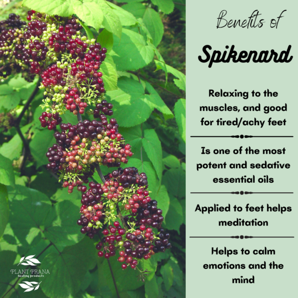 The Benefits of Spikenard - Plant Prana Oils