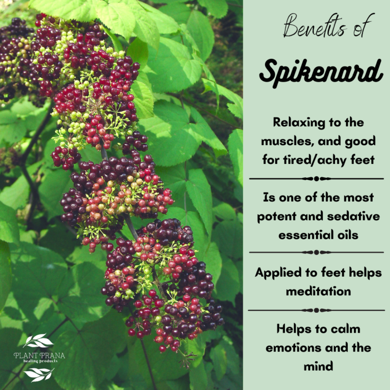 The Benefits of Spikenard - Plant Prana Oils