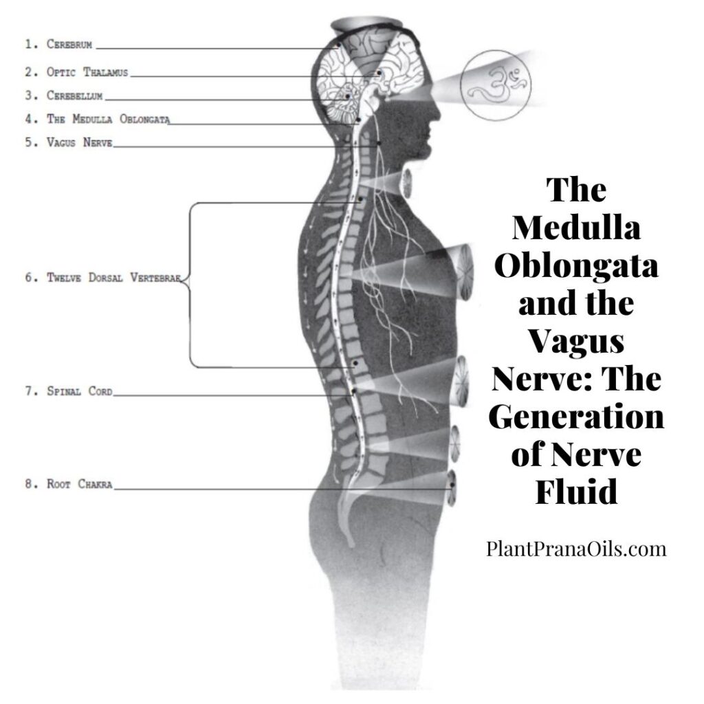 Previous Class: The Medulla Oblongata and the Vagus Nerve: The ...