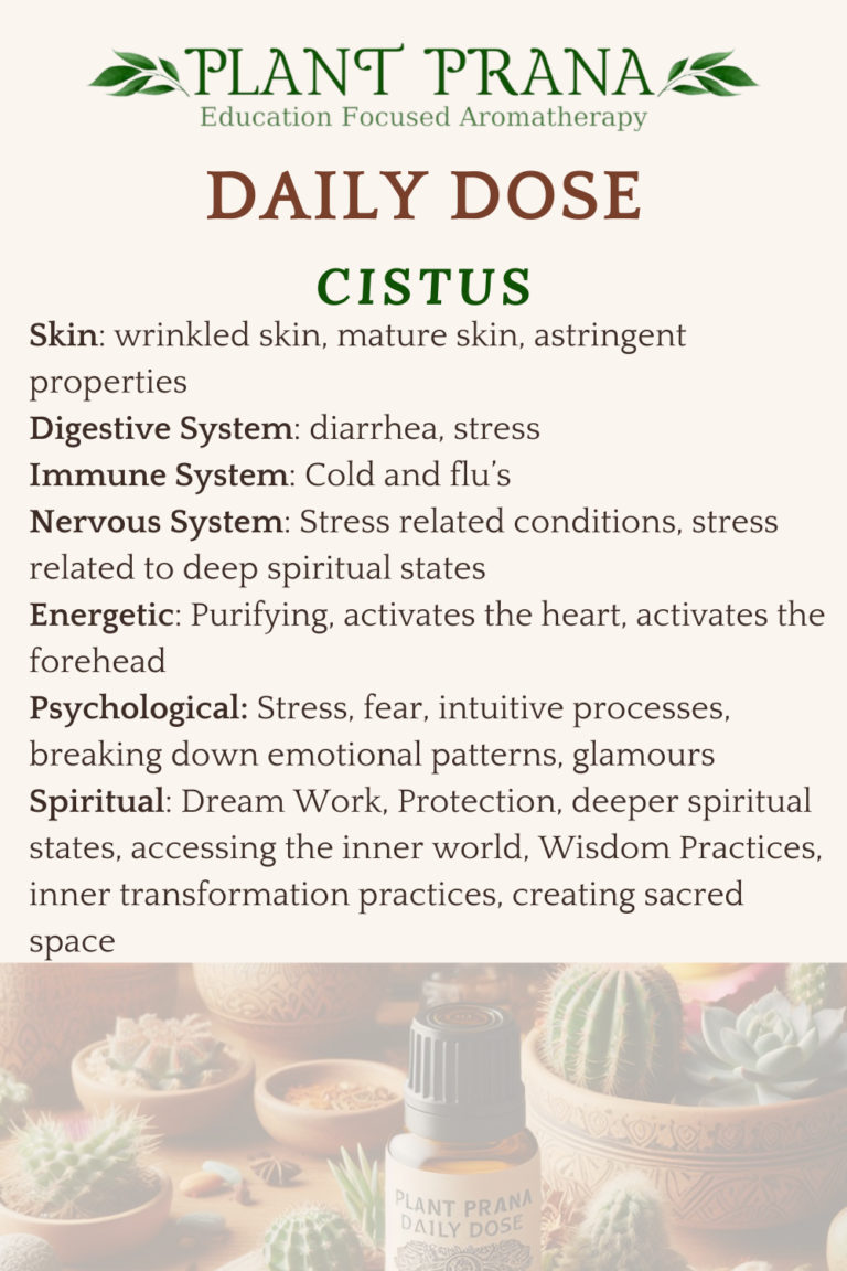 The Benefits of Cistus - Plant Prana Oils