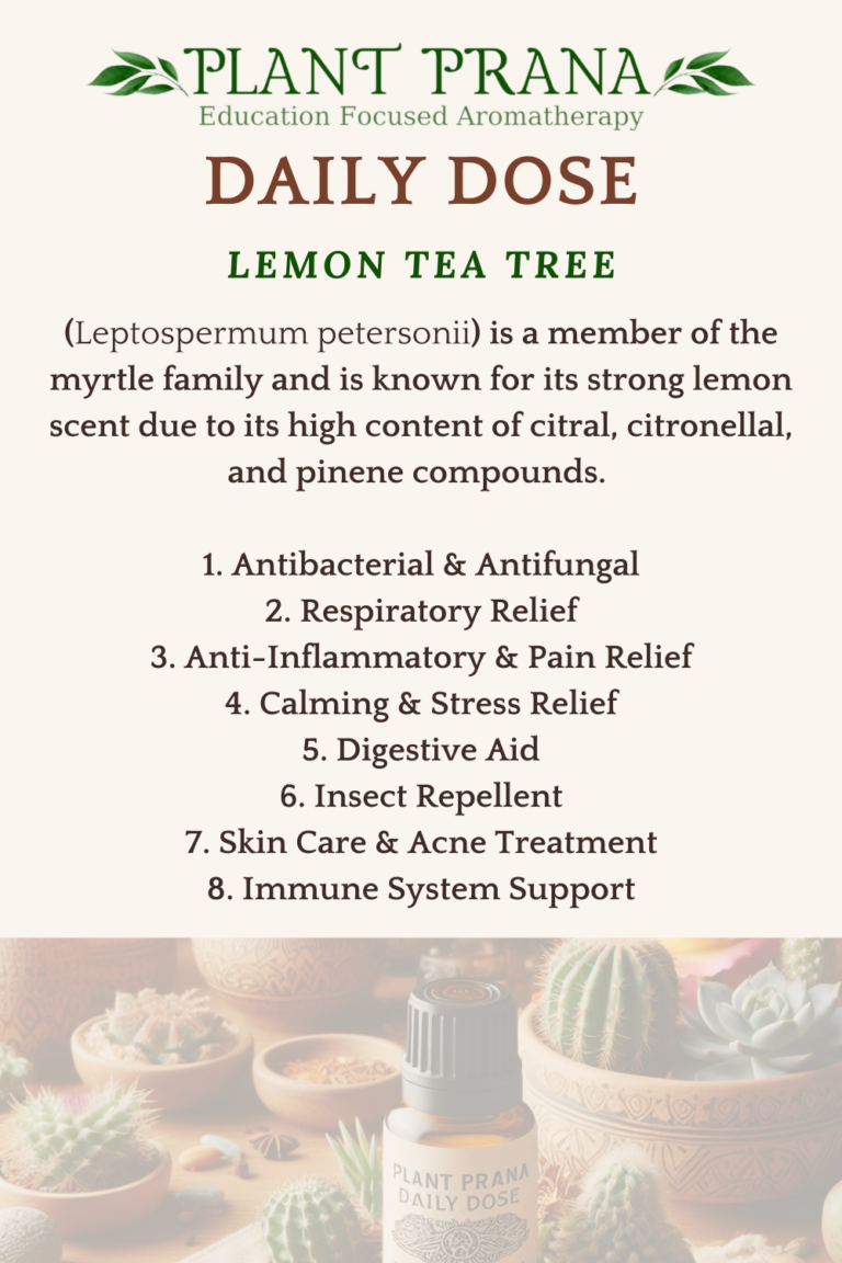The Benefits of Lemon Tea Tree - Plant Prana Oils