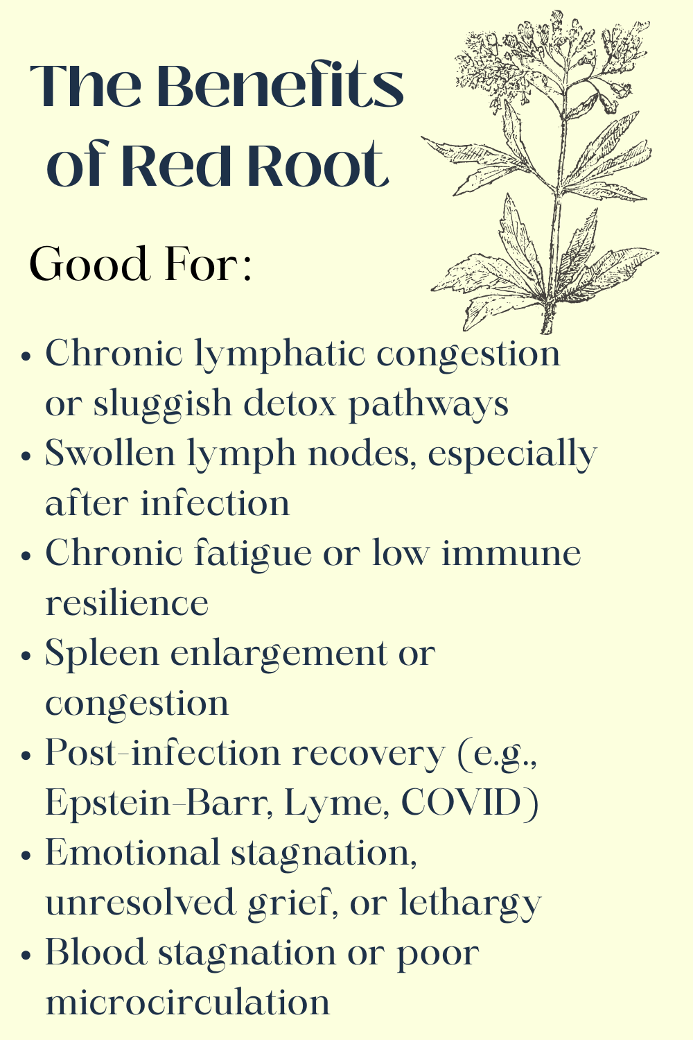The Benefits of Red Root - Plant Prana Oils